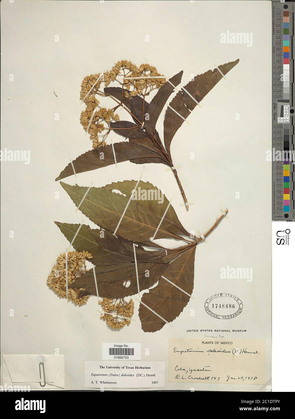 Critonia daleoides DC Critonia daleoides DC Stock Photo - Alamy