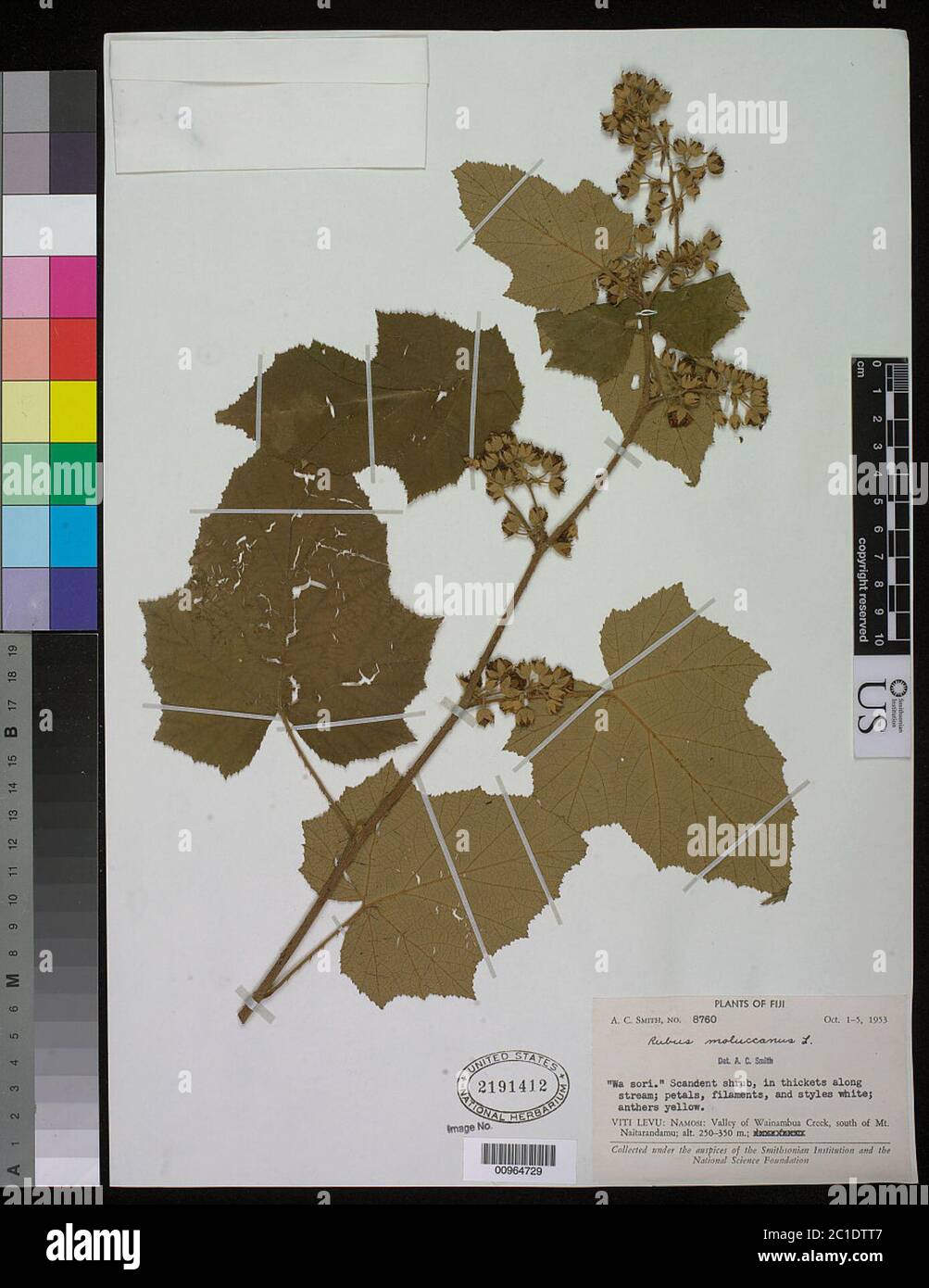 Rubus moluccanus hi-res stock photography and images - Alamy