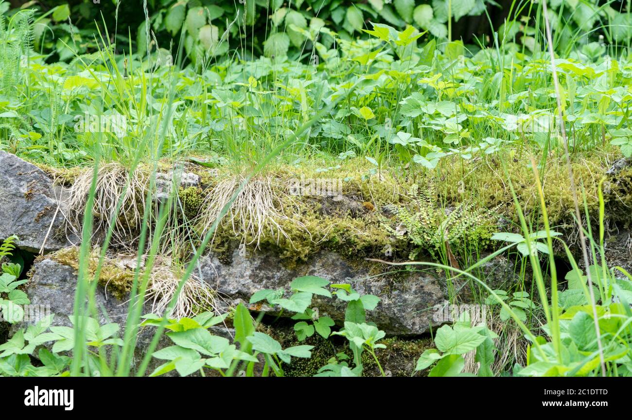 different wild plants Stock Photo - Alamy