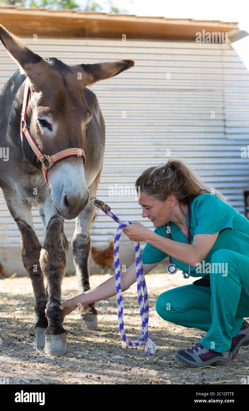 Veterinary performing a medical examination to a donkey Stock Photo - Alamy