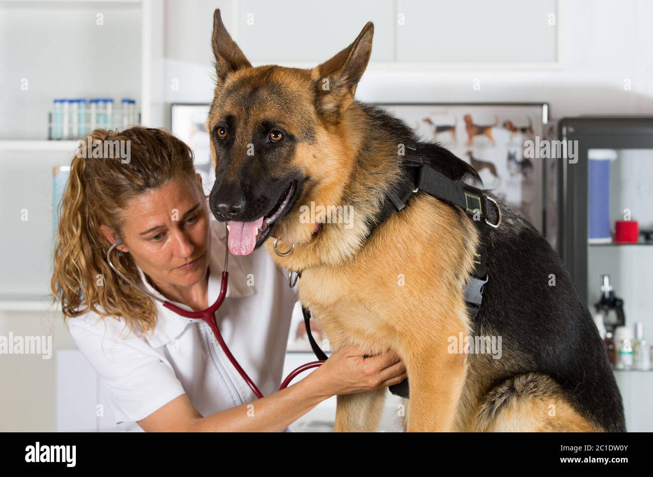 Veterinary with a German Shepherd dog performing a recognition in the ...