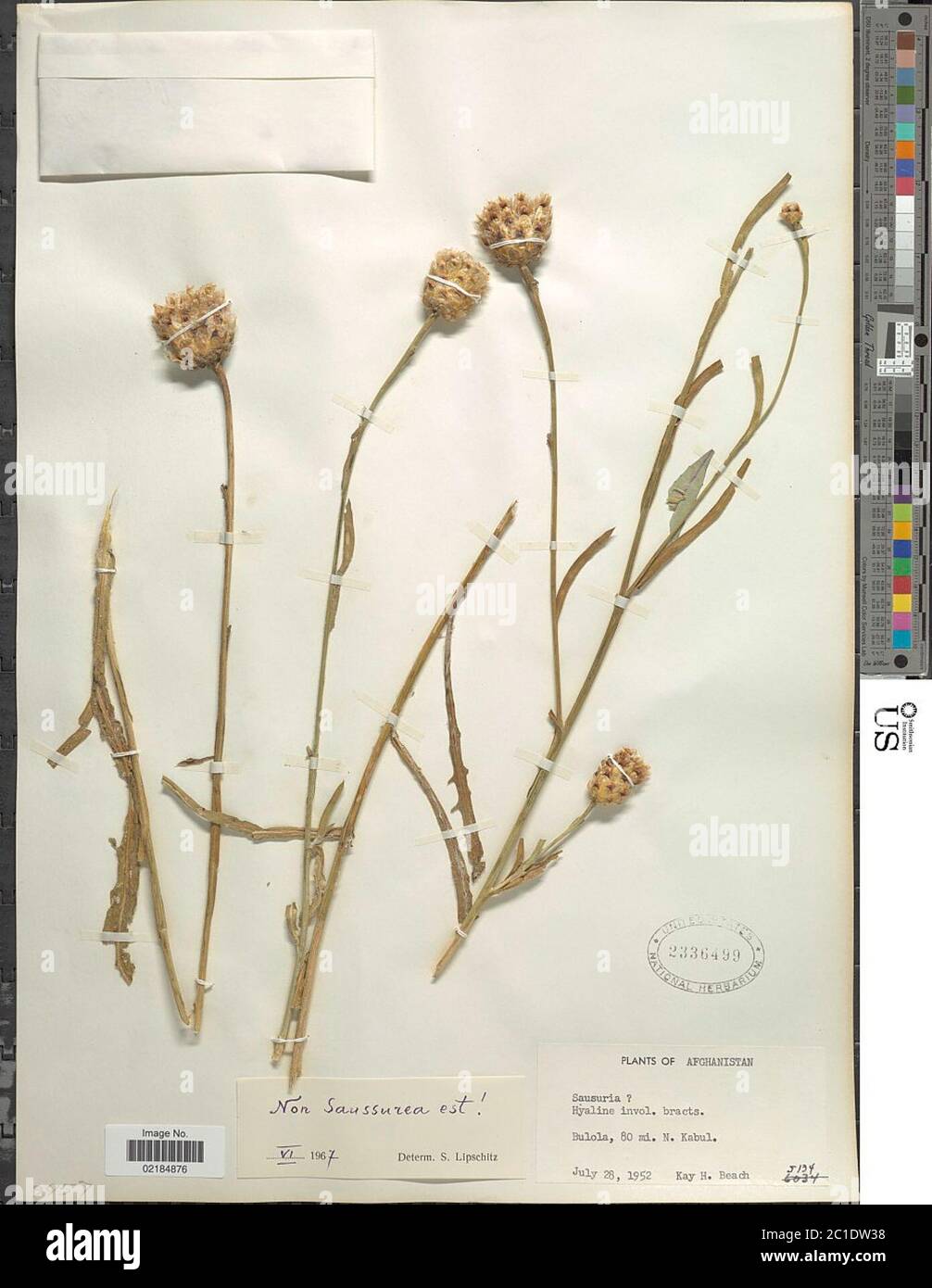 Indet sp Indet sp Stock Photo - Alamy