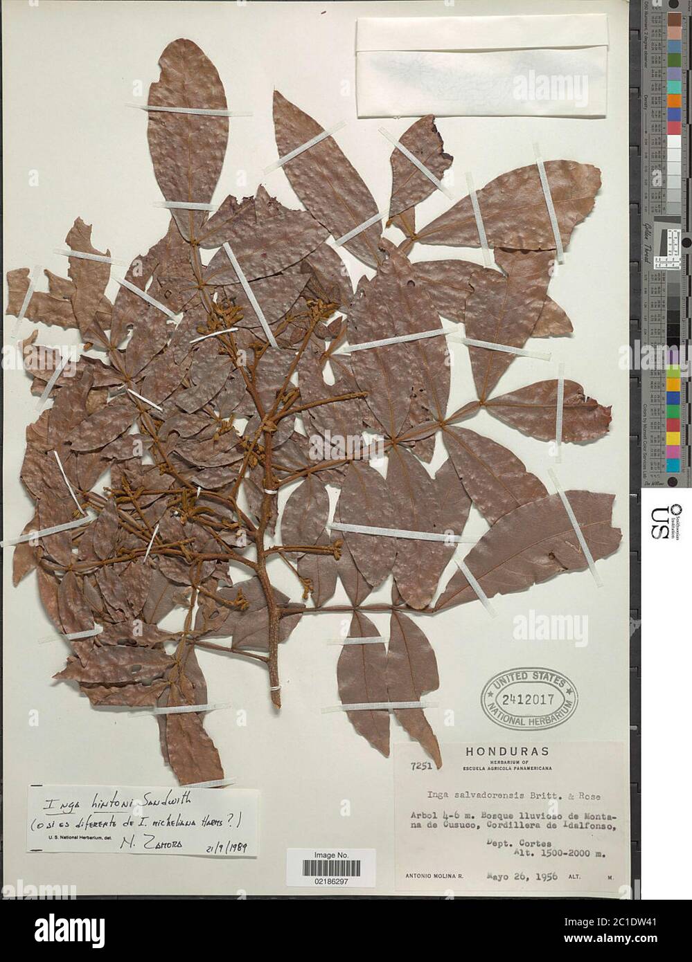 Inga micheliana Harms Inga micheliana Harms Stock Photo - Alamy