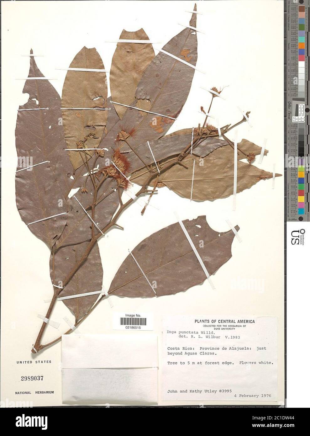 Inga punctata Willd Inga punctata Willd Stock Photo - Alamy