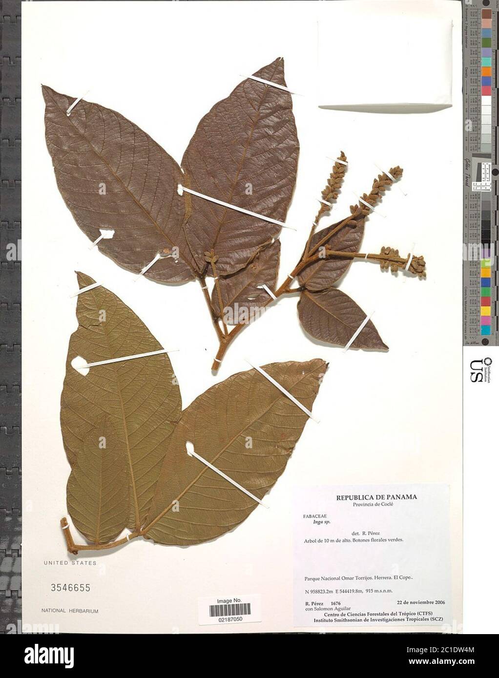 Inga sp Inga sp Stock Photo - Alamy