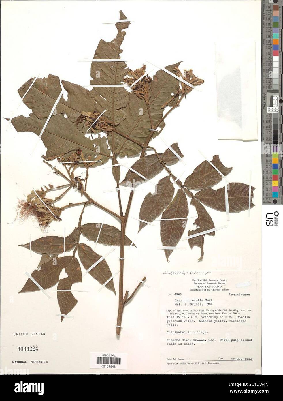 Inga Edulis High Resolution Stock Photography and Images - Alamy