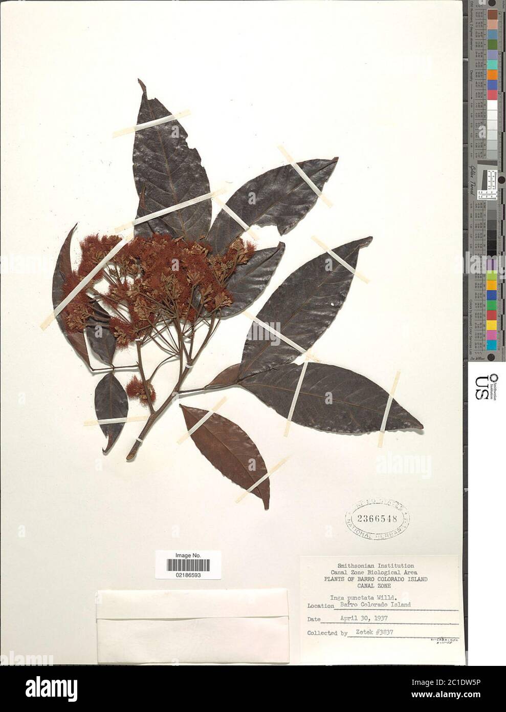 Inga punctata Willd Inga punctata Willd Stock Photo - Alamy