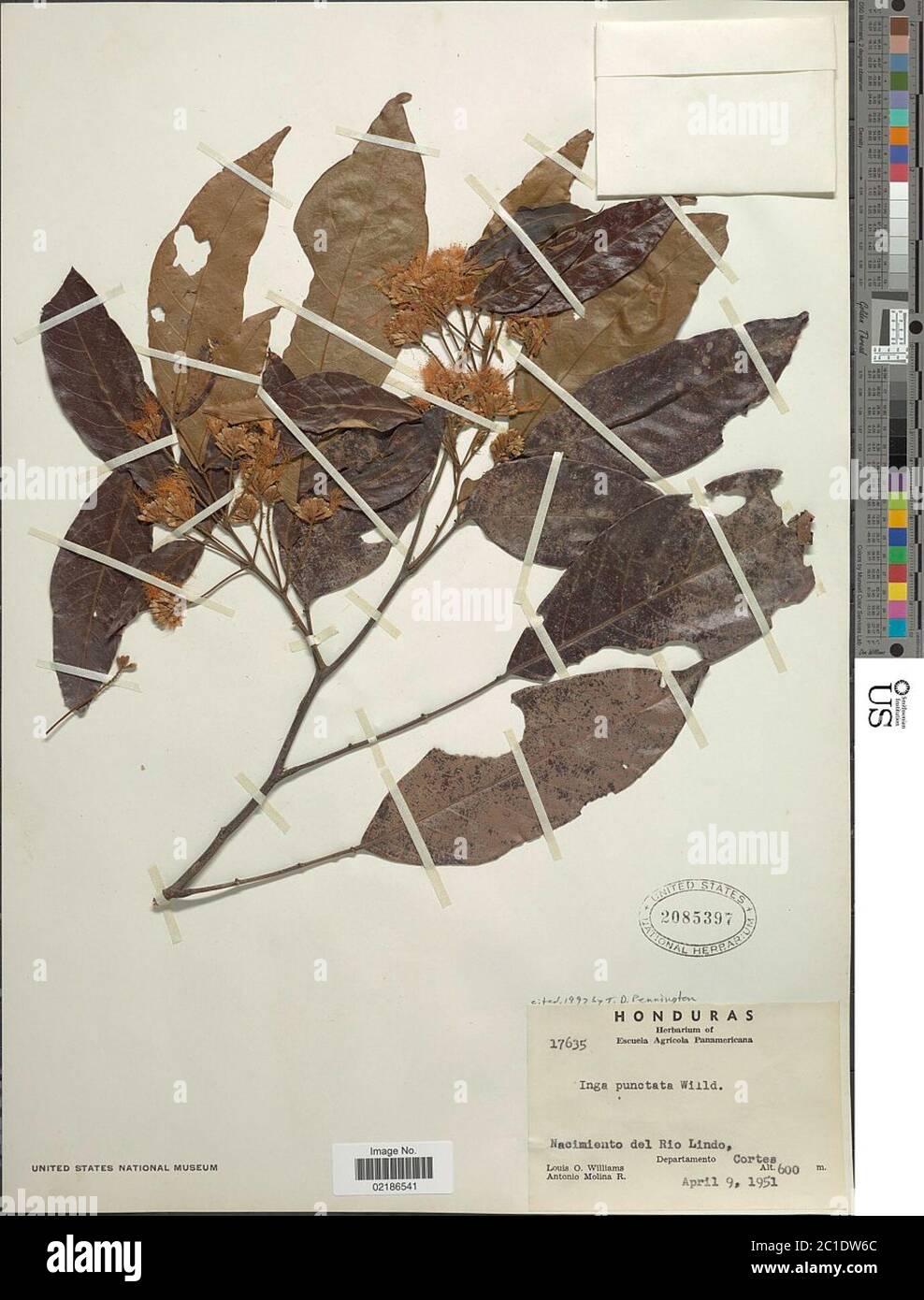 Inga punctata Willd Inga punctata Willd Stock Photo - Alamy