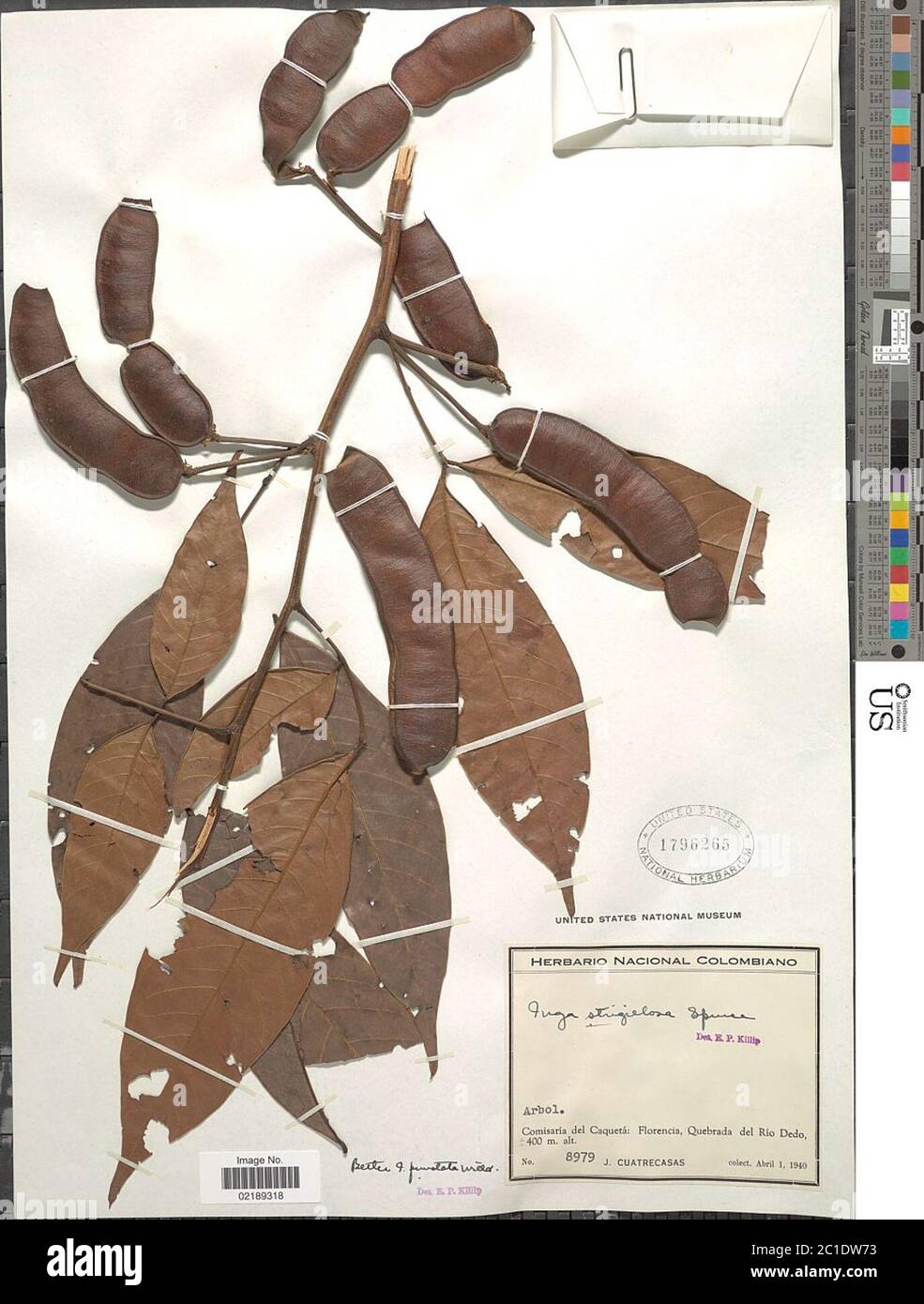 Inga punctata Willd Inga punctata Willd Stock Photo - Alamy