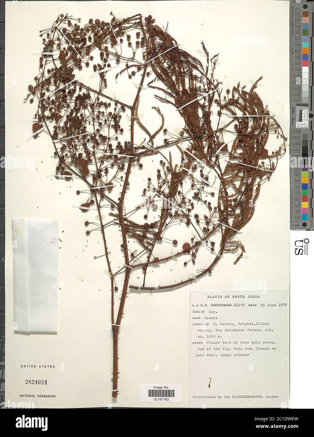 Acacia sp hi-res stock photography and images - Alamy