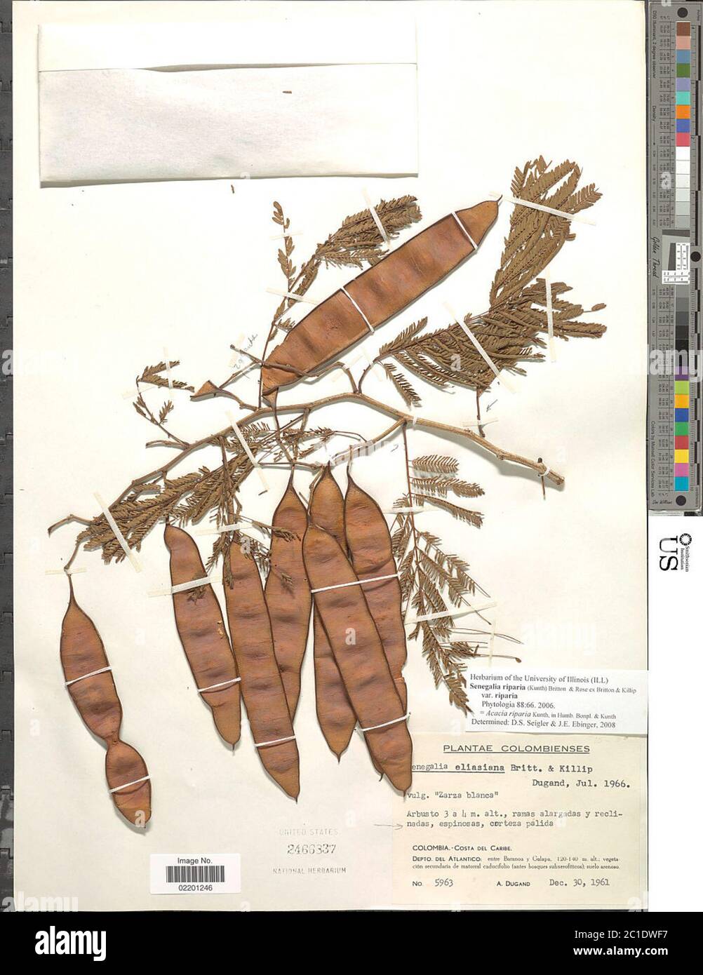 Senegalia riparia hi-res stock photography and images - Alamy