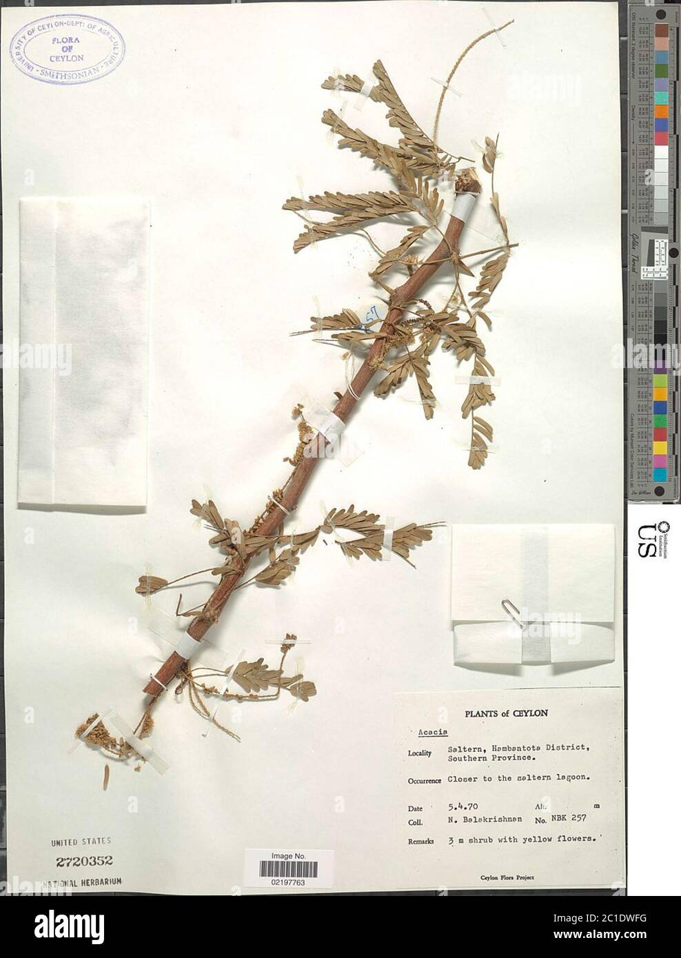 Acacia sp hi-res stock photography and images - Alamy