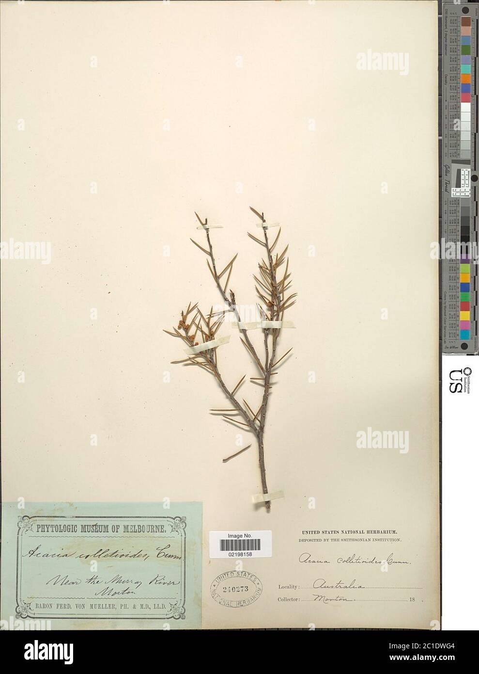 Acacia colletioides Benth Acacia colletioides Benth Stock Photo - Alamy