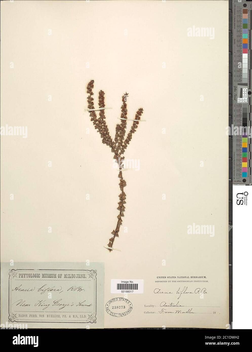 Acacia biflora hi-res stock photography and images - Alamy