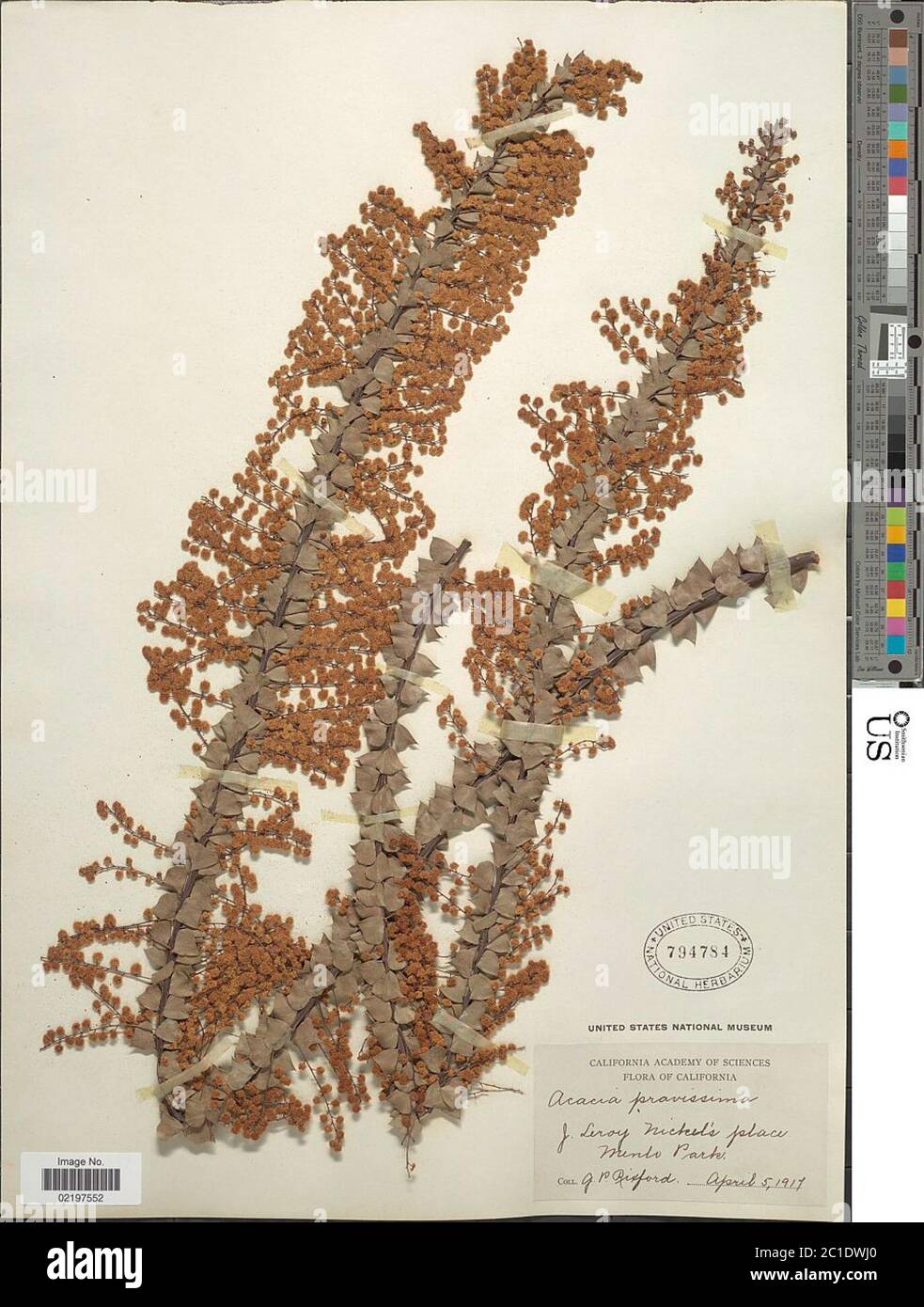 Acacia stem hi-res stock photography and images - Alamy