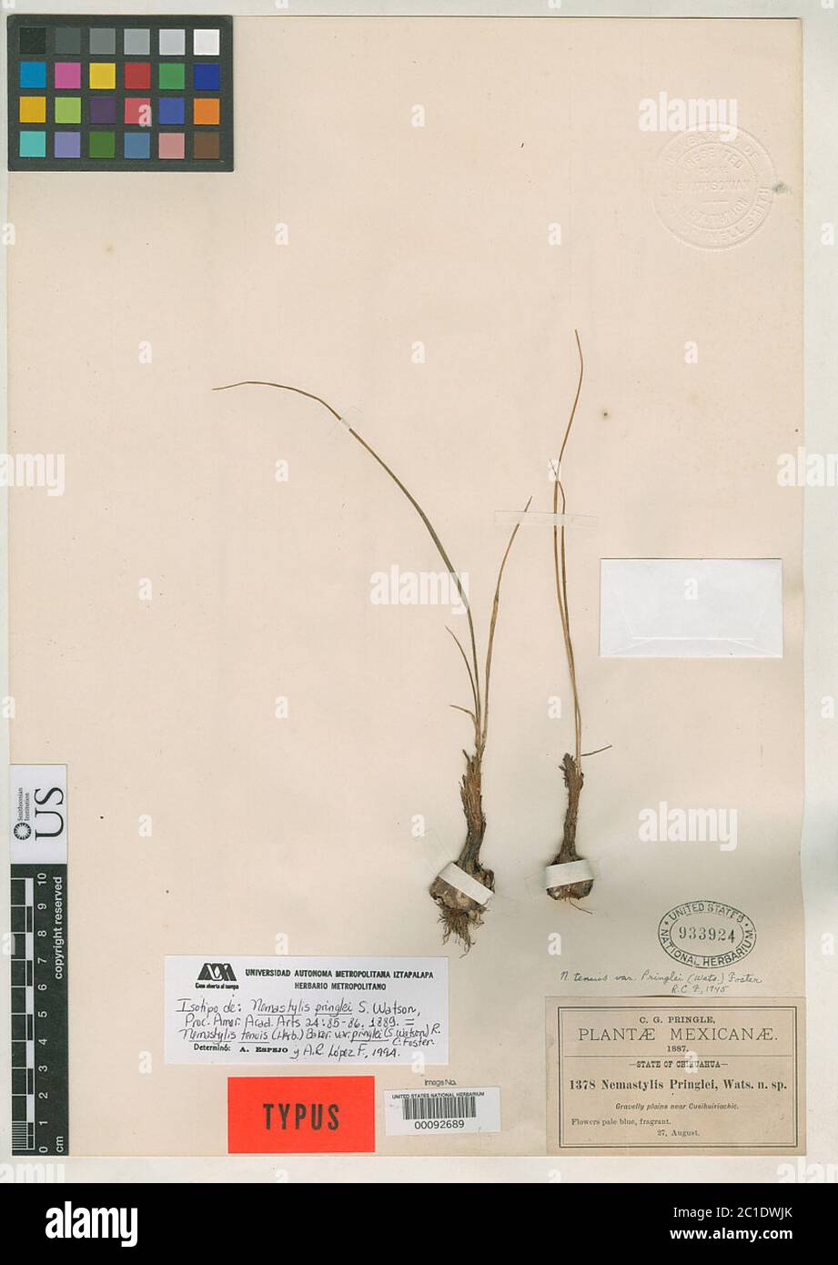 Nemastylis hi-res stock photography and images - Alamy