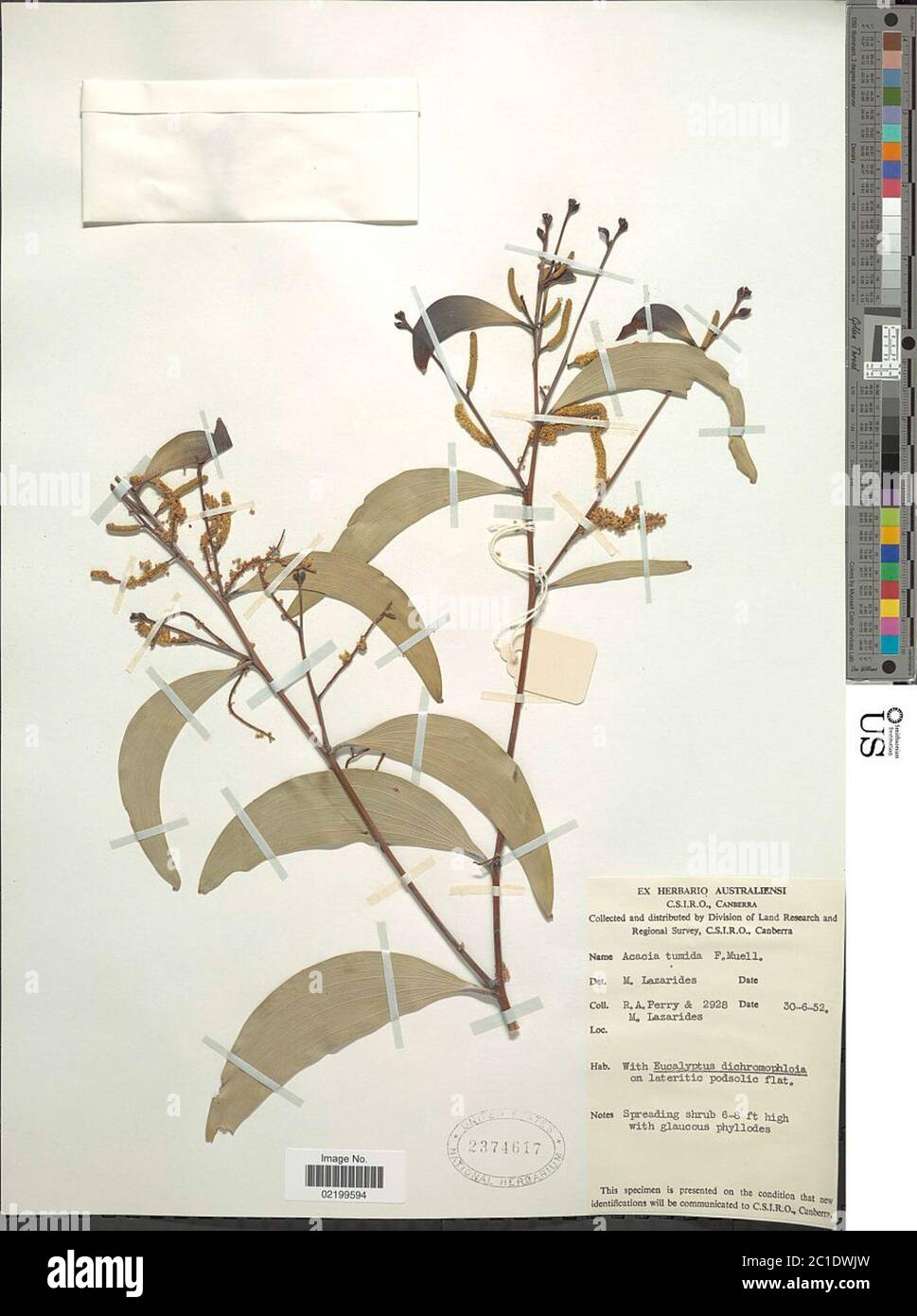 Acacia tumida Benth Acacia tumida Benth Stock Photo - Alamy