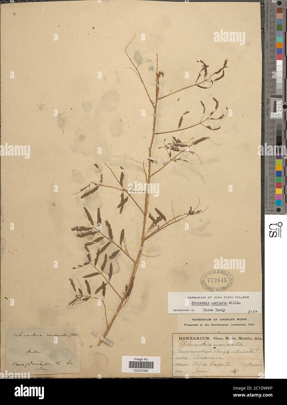 Schrankia hi-res stock photography and images - Alamy