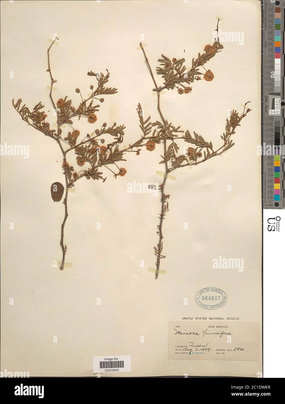 Mimosa biuncifera Benth Mimosa biuncifera Benth Stock Photo - Alamy