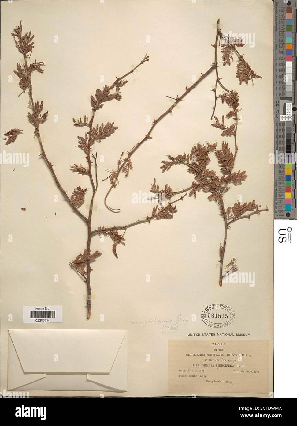 Mimosa biuncifera Benth Mimosa biuncifera Benth Stock Photo - Alamy