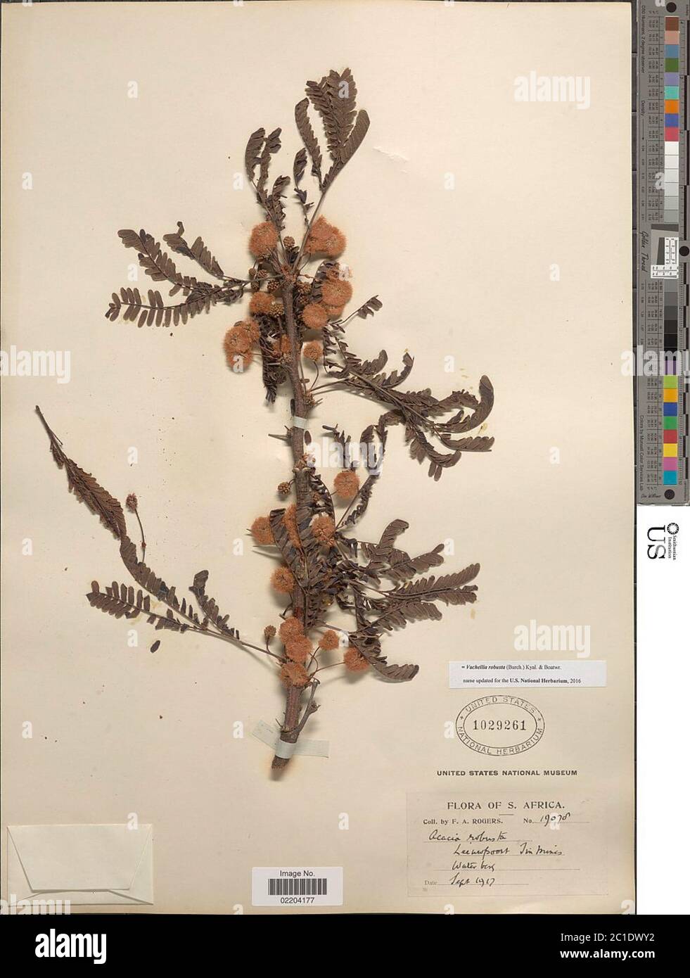 Vachellia robusta subsp robusta Vachellia robusta subsp robusta Stock ...