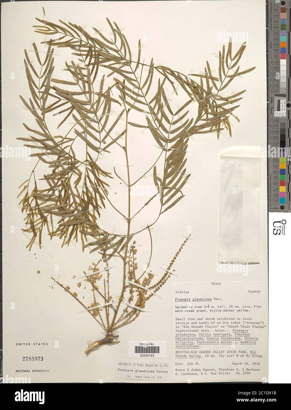 Prosopis sp Prosopis sp Stock Photo - Alamy