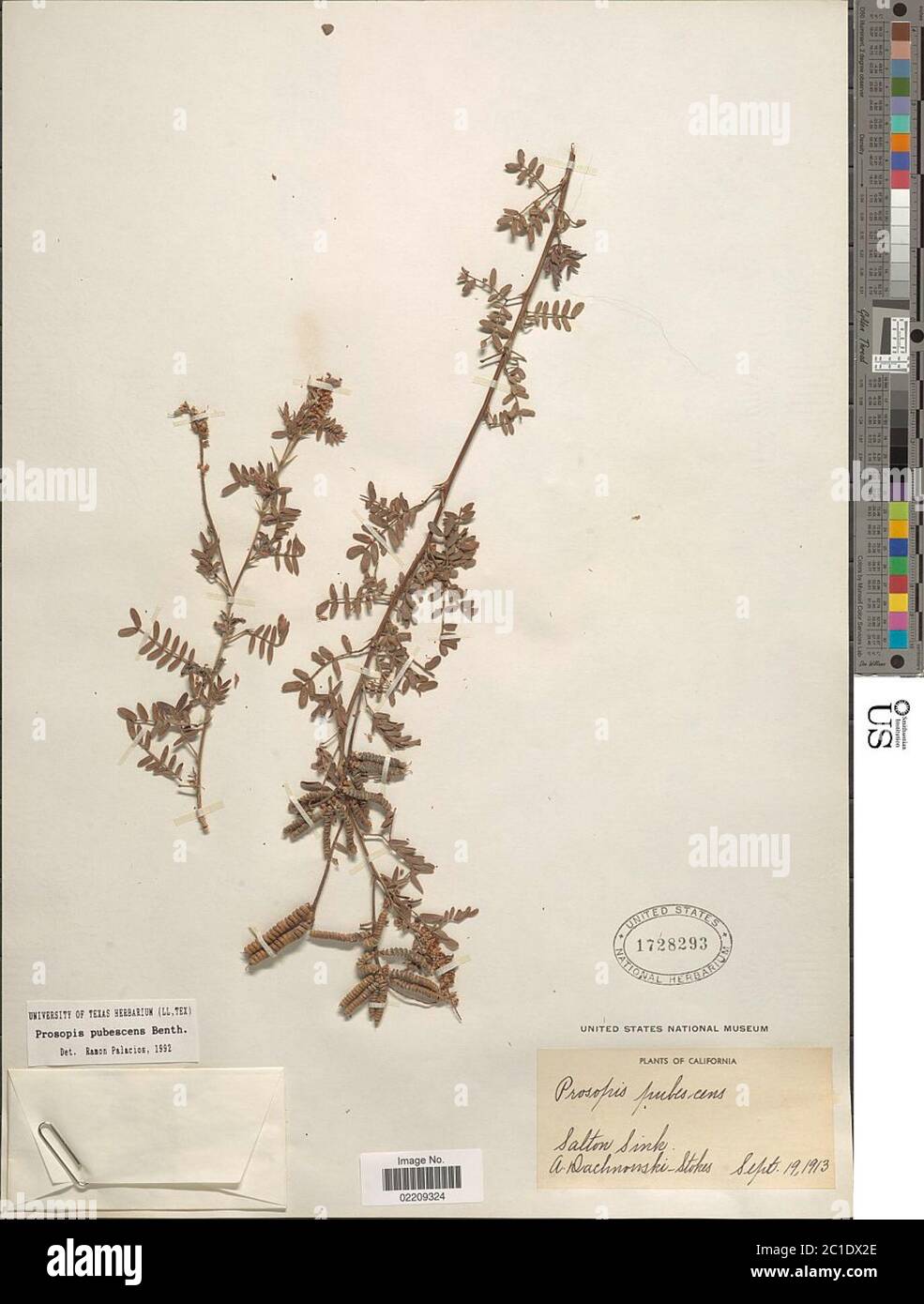 Tree screwbean mesquite prosopis pubescens hi-res stock photography and ...