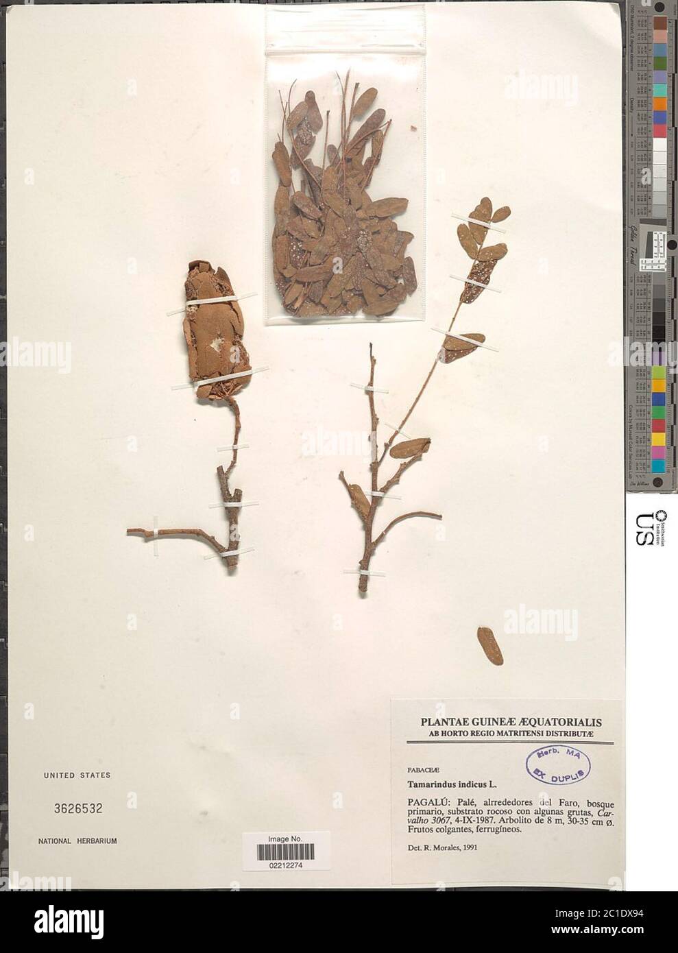 Tamarindus indica L Tamarindus indica L Stock Photo - Alamy