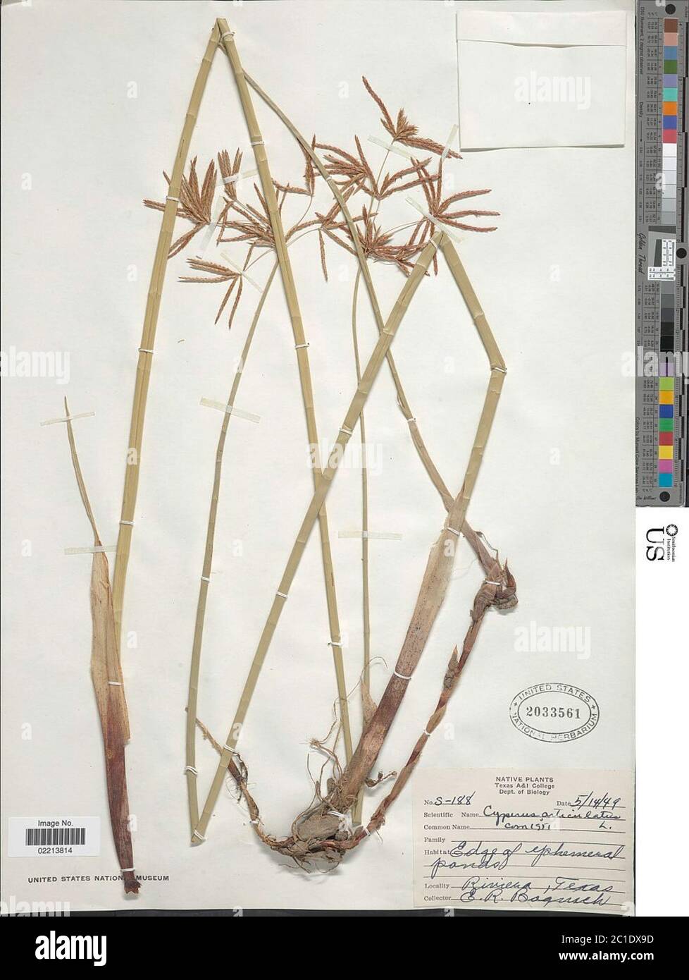 Cyperus Articulatus Hi Res Stock Photography And Images Alamy