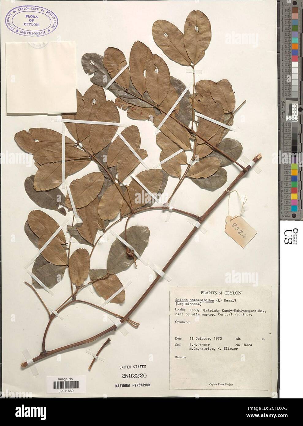 Entada hi-res stock photography and images - Alamy