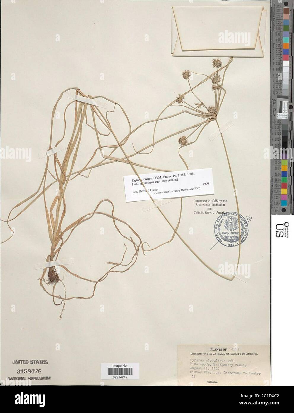 Cyperus croceus hi-res stock photography and images - Alamy