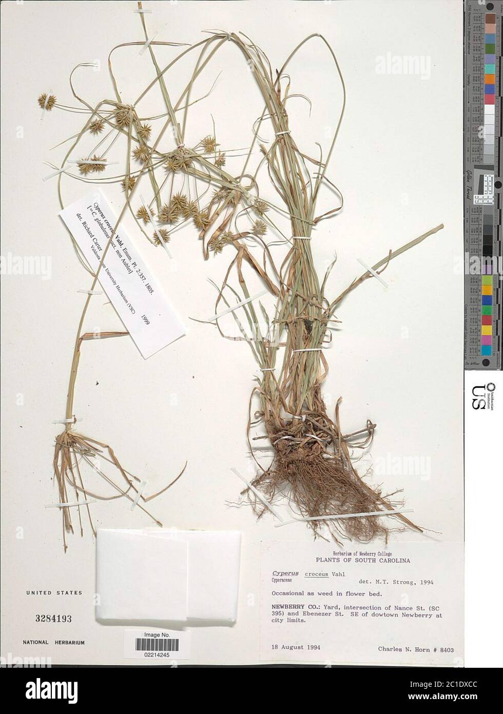 Cyperus croceus Vahl Cyperus croceus Vahl Stock Photo - Alamy