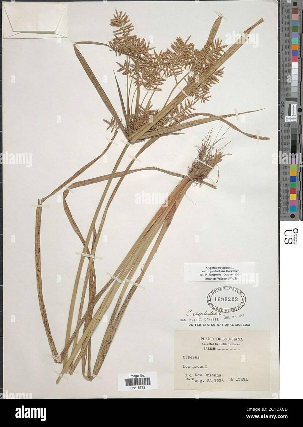 Cyperus esculentus L Cyperus esculentus L Stock Photo - Alamy