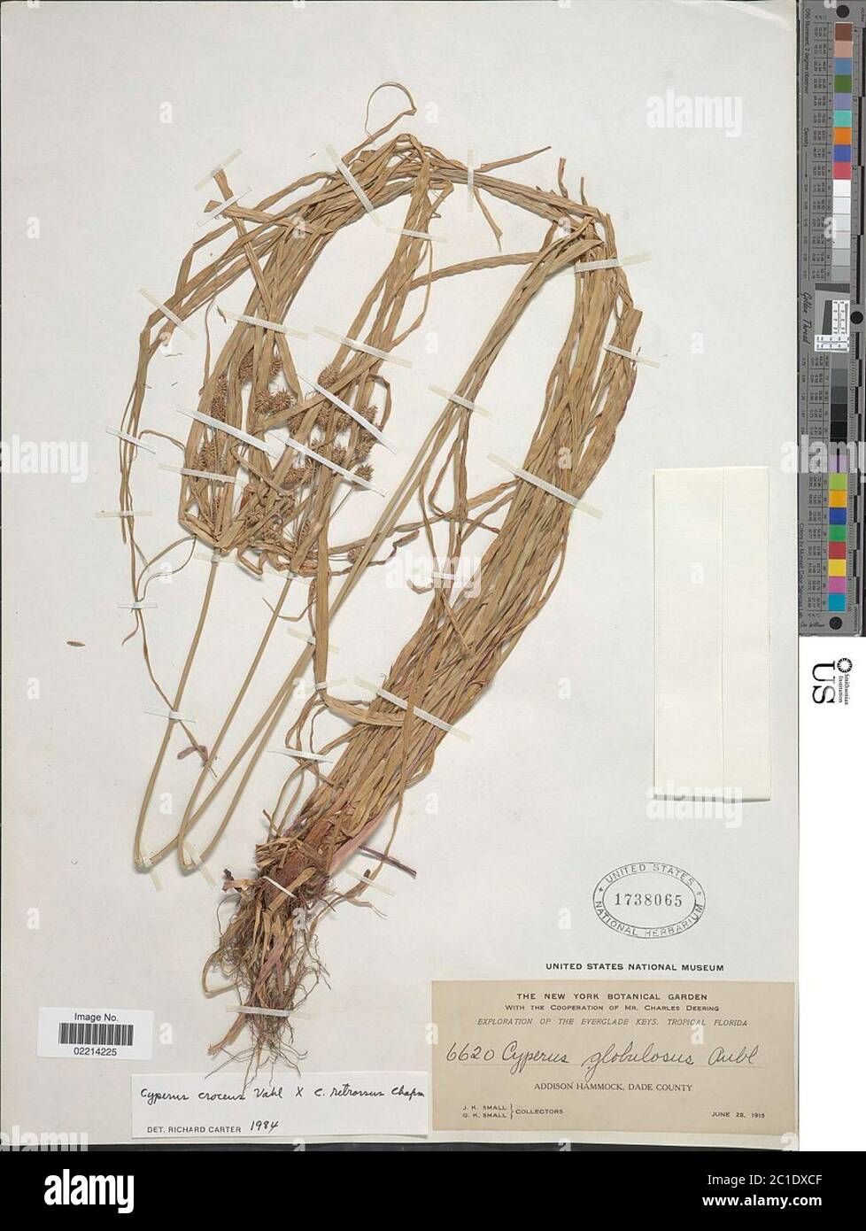 Cyperus croceus hi-res stock photography and images - Alamy