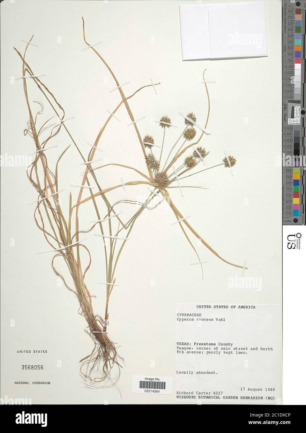 Cyperus croceus Vahl Cyperus croceus Vahl Stock Photo - Alamy