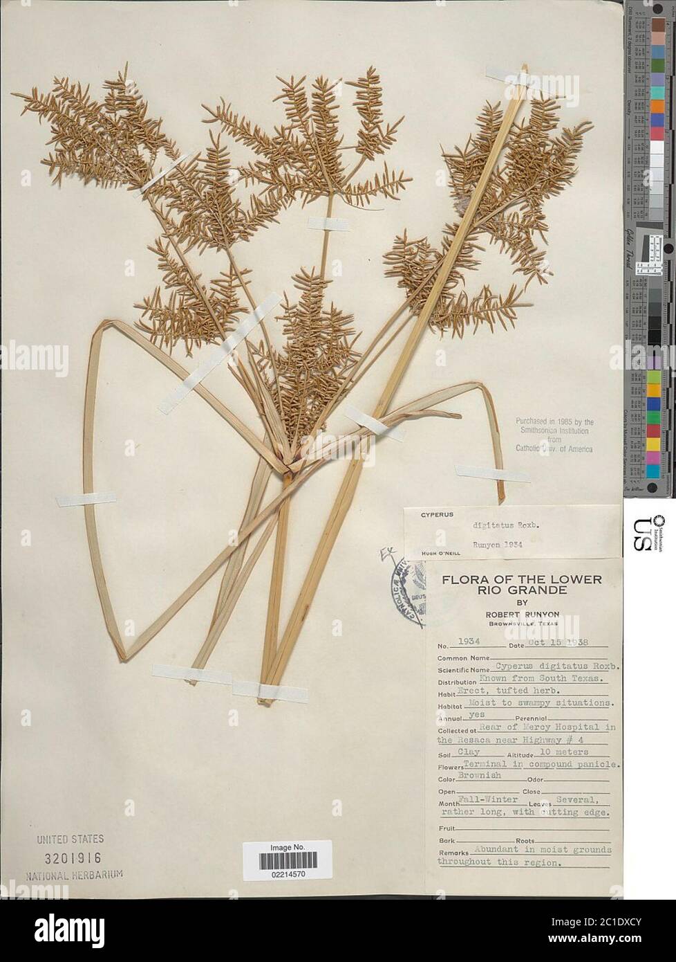 Cyperus digitatus Roxb Cyperus digitatus Roxb Stock Photo - Alamy