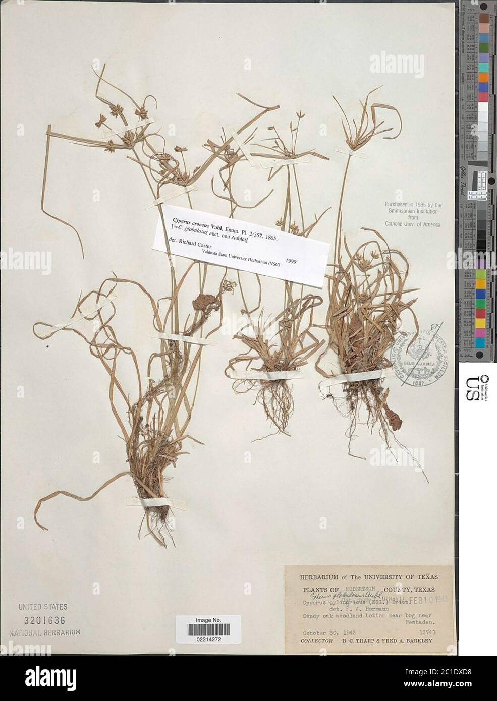 Cyperus croceus hi-res stock photography and images - Alamy