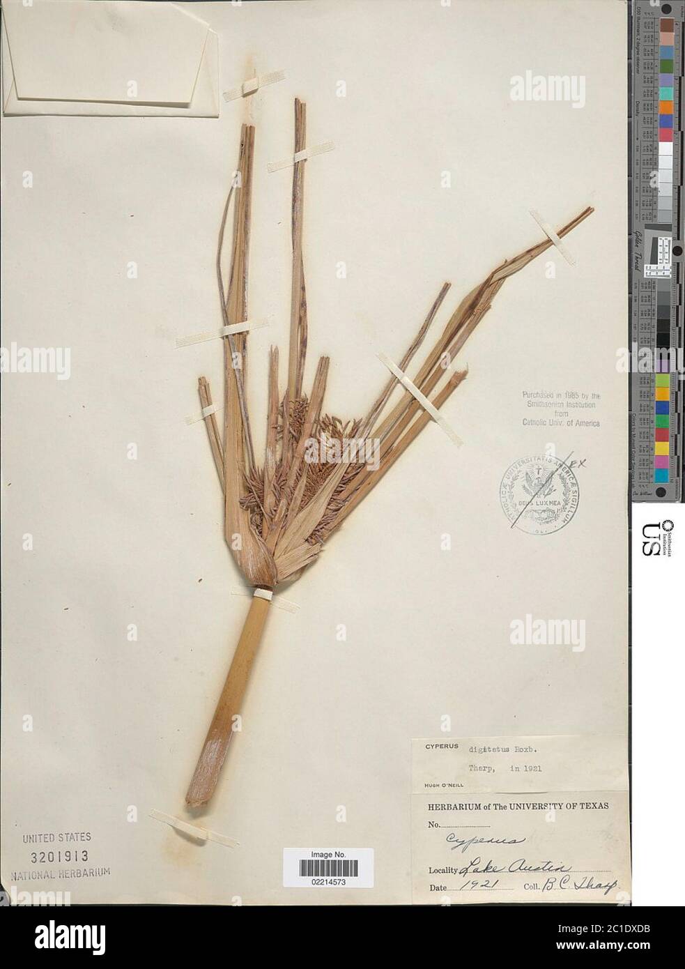 Cyperus digitatus Roxb Cyperus digitatus Roxb Stock Photo - Alamy