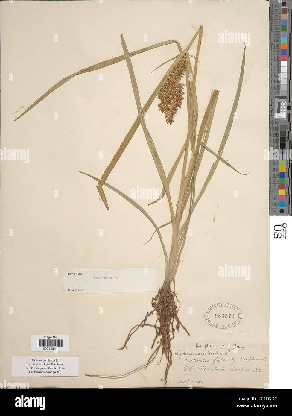 Cyperus esculentus L Cyperus esculentus L Stock Photo - Alamy