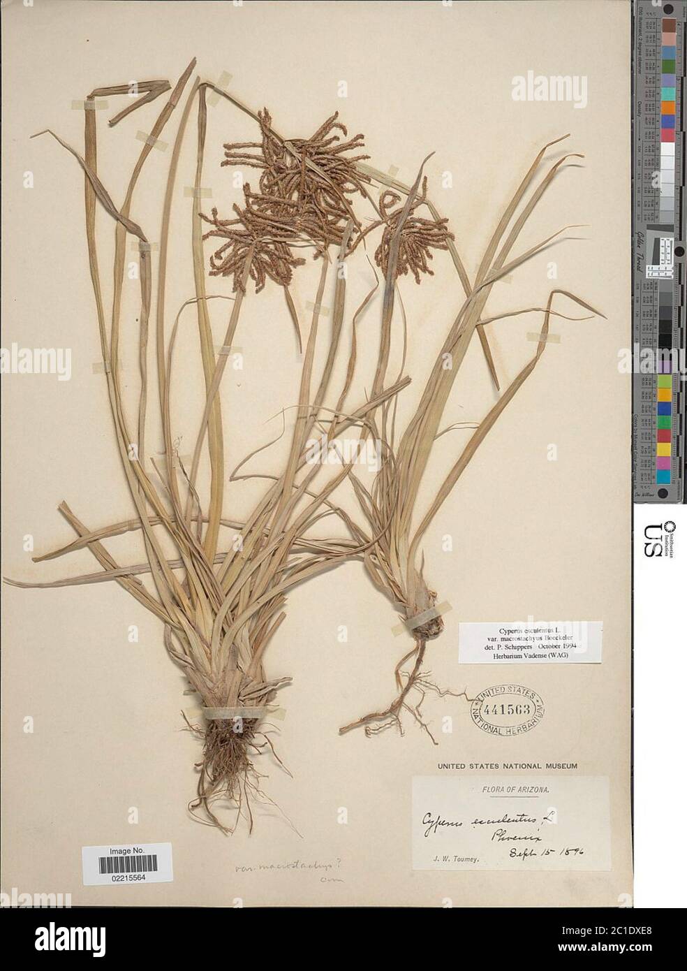 Cyperus esculentus L Cyperus esculentus L Stock Photo - Alamy