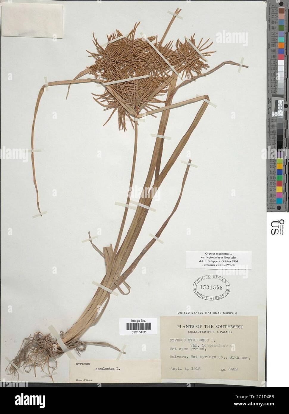 Cyperus esculentus L Cyperus esculentus L Stock Photo - Alamy