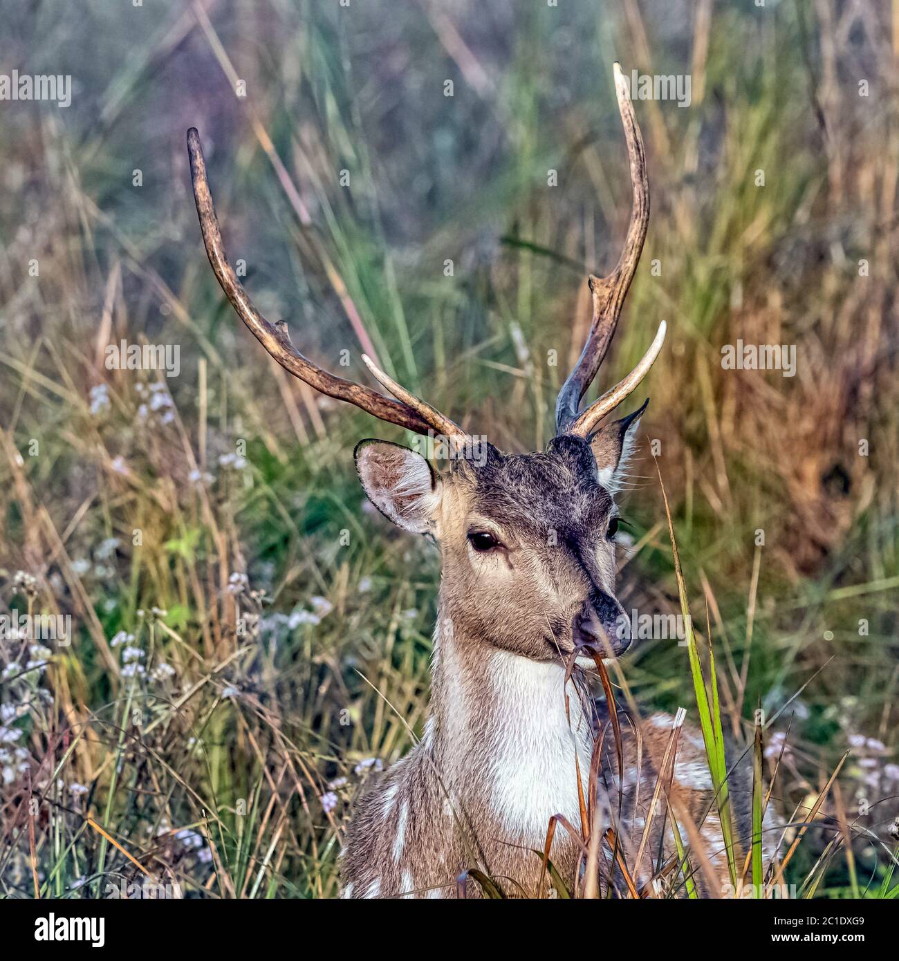 Male chital hi-res stock photography and images - Alamy