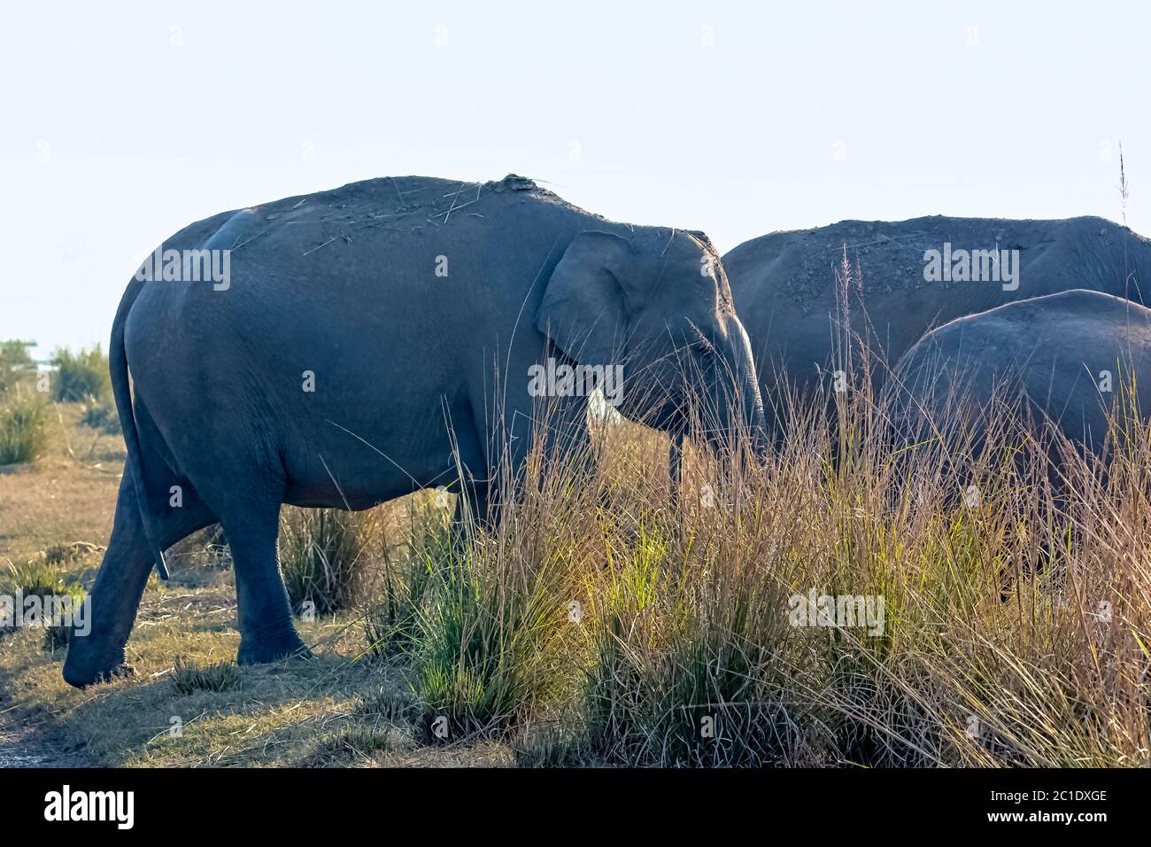 Indian elephant family (Elephas maximus indicus) with Ramganga ...