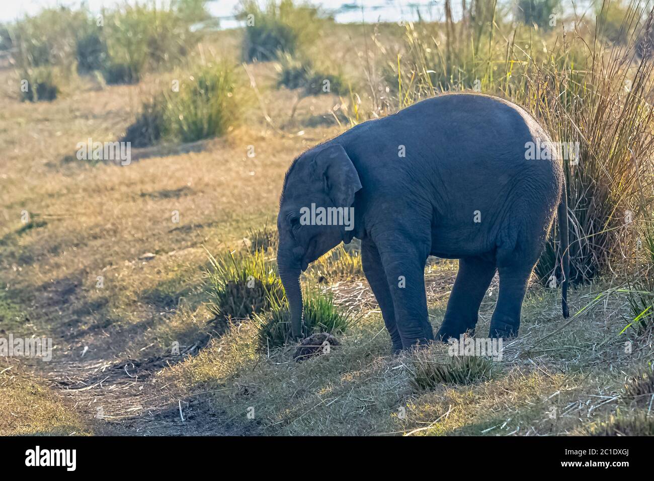 Baby Indian elephant (Elephas maximus indicus) with Ramganga Reservoir ...
