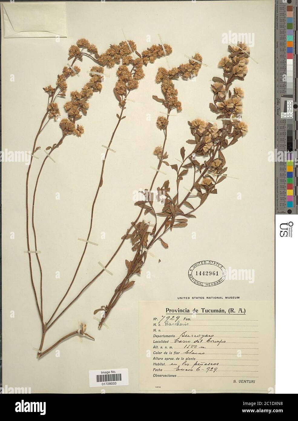 Baccharis sp Baccharis sp Stock Photo - Alamy