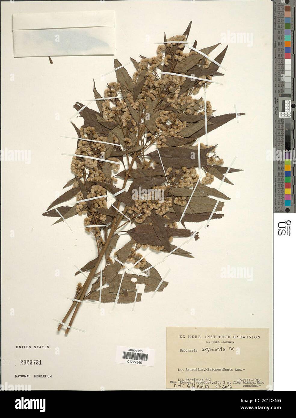 Baccharis oxyodonta DC Baker in Mart Baccharis oxyodonta DC Baker in ...