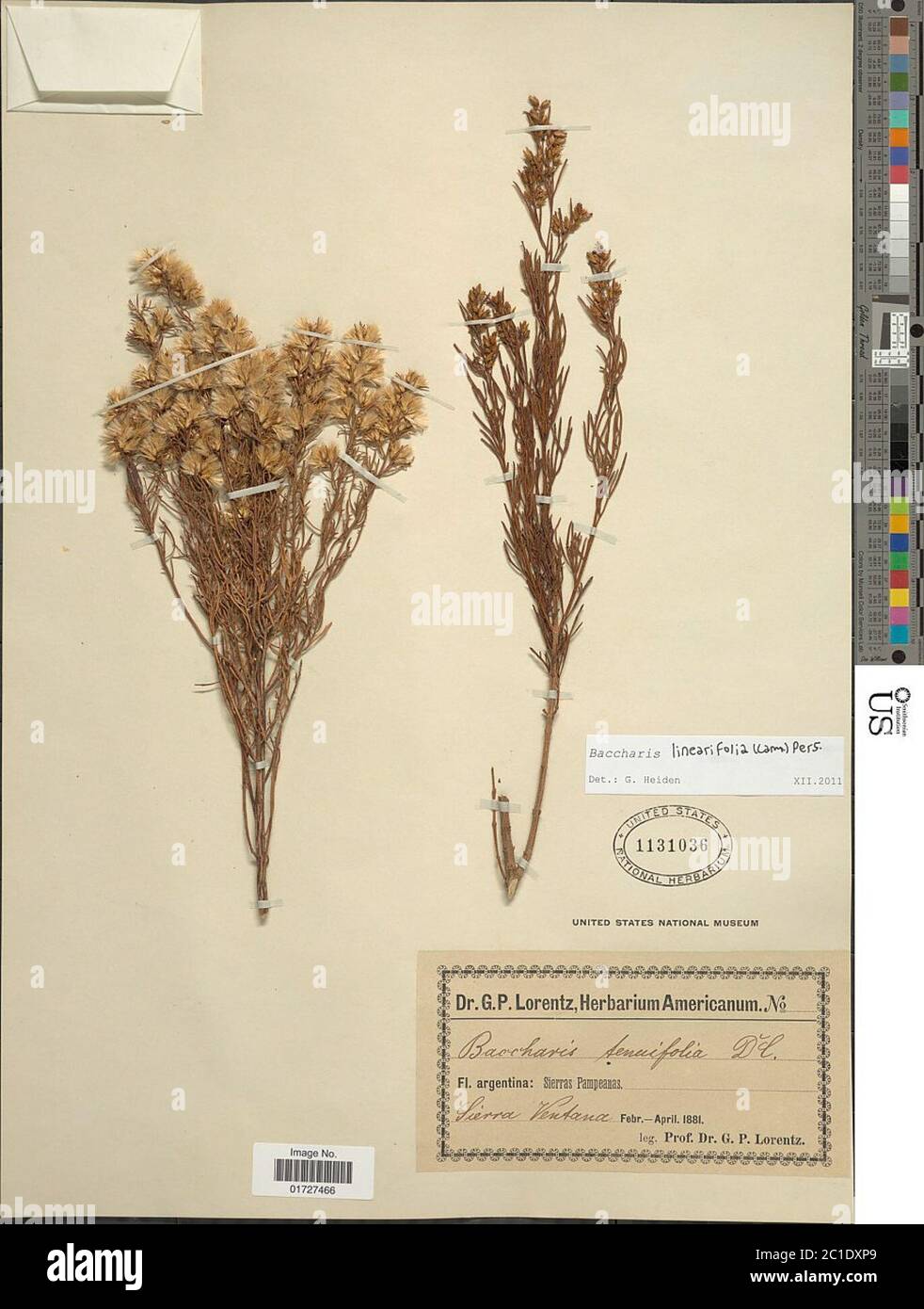 Baccharis linearifolia Lam Pers Baccharis linearifolia Lam Pers Stock ...