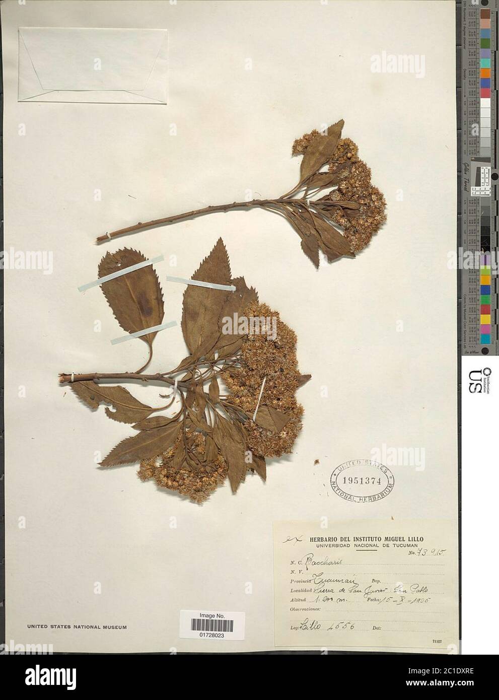 Baccharis sp Baccharis sp Stock Photo - Alamy