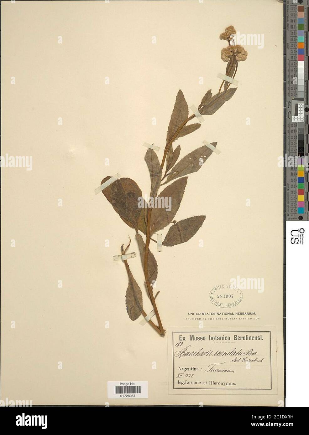 Baccharis sp Baccharis sp Stock Photo - Alamy