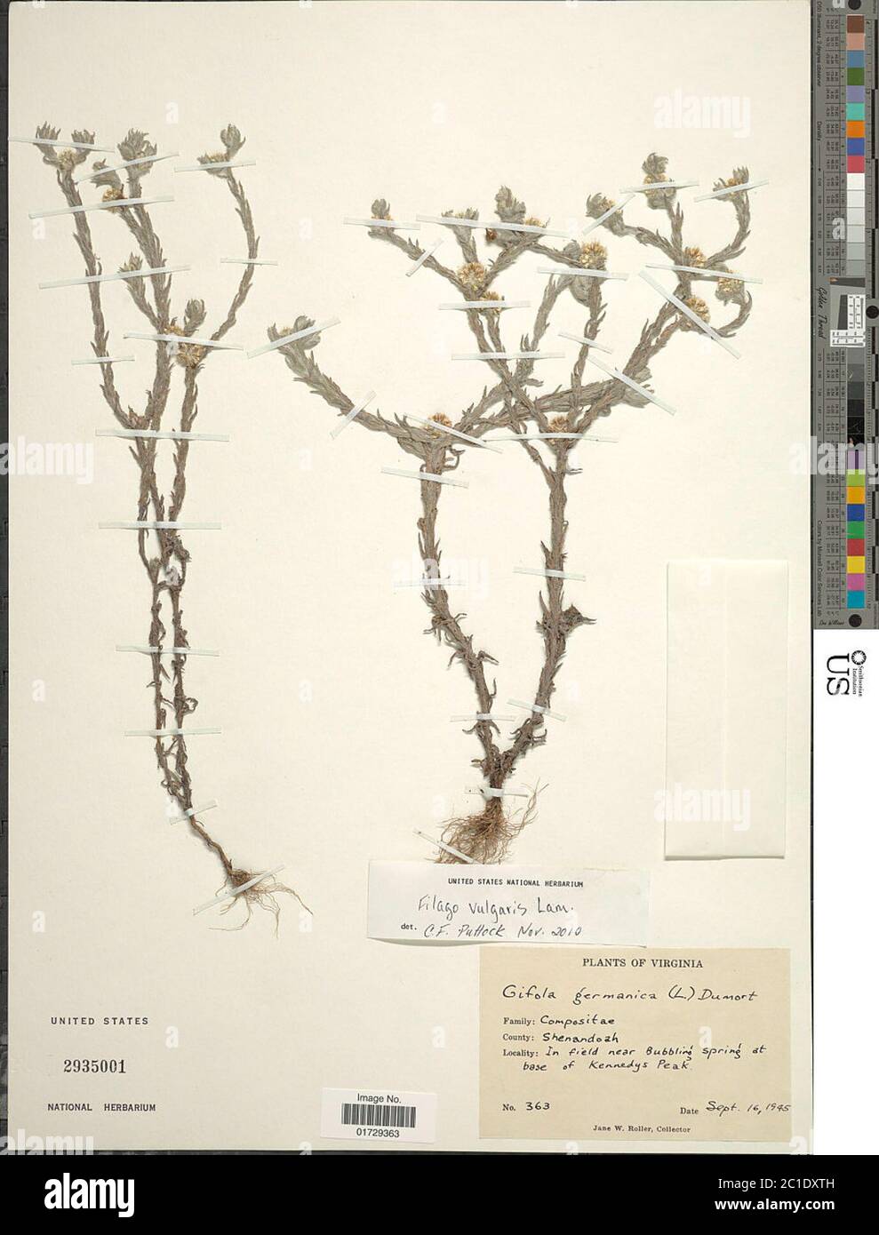 Filago vulgaris hi-res stock photography and images - Alamy